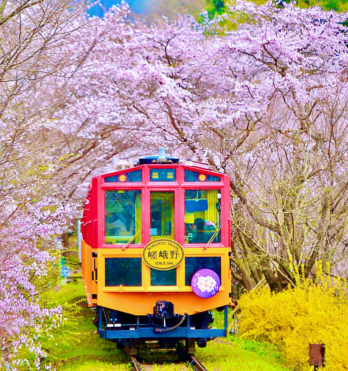 [Kyoto, Nara, Arashiyama Train Cherry Blossoms One Day Tour] Hotel pick ...